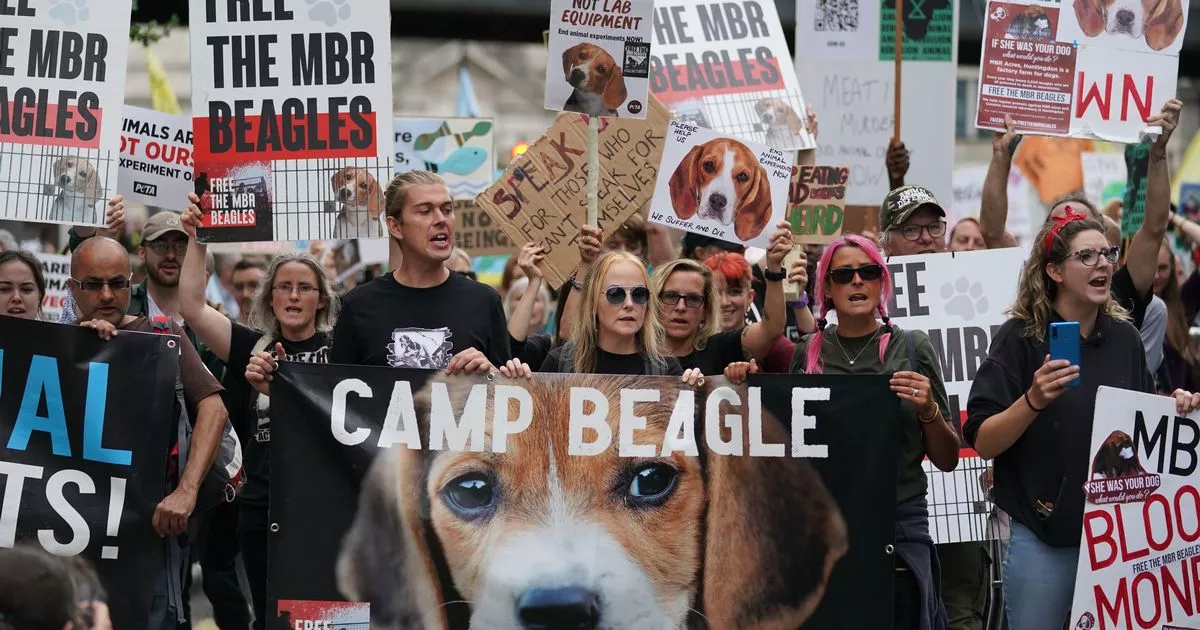 Entrevista con Camp Beagle: "Tenemos un objetivo prioritario: cerrar el ...